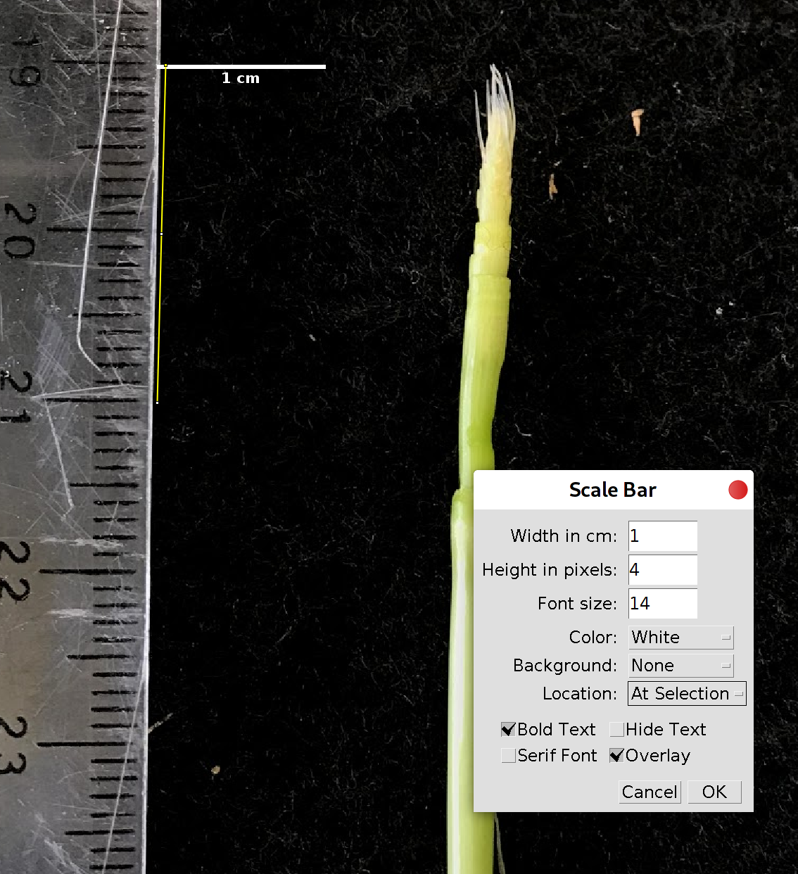 Add Scale Bar Using ImageJ Junli Zhang s Blog